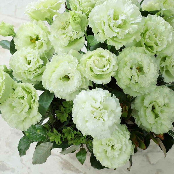 Lisianthus Seeds - Voyage Green | Flower Seeds in Packets & Bulk | Eden ...
