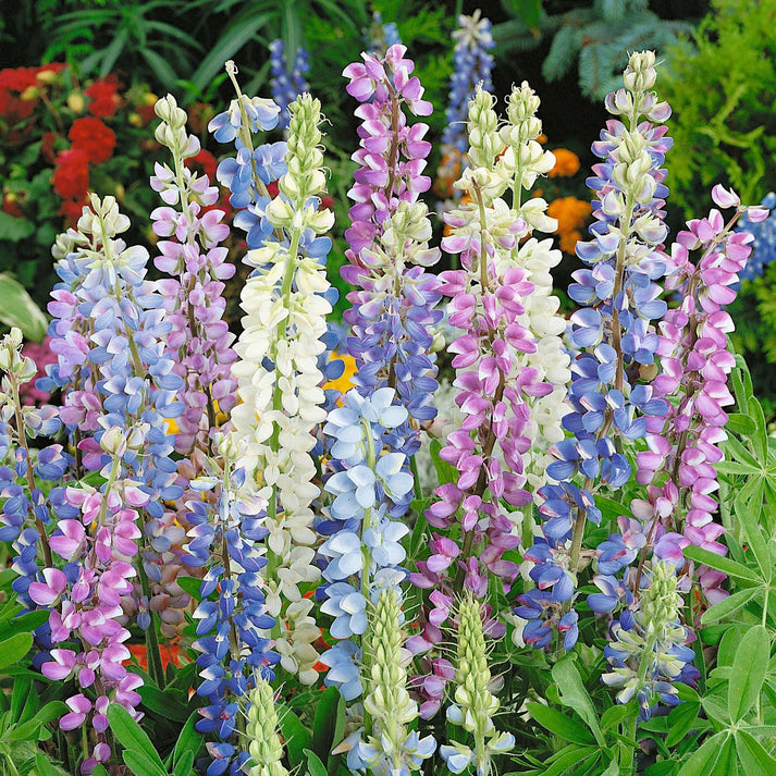 Lupine Seeds - Hartwegii Mix | Flower Seeds in Packets & Bulk | Eden ...