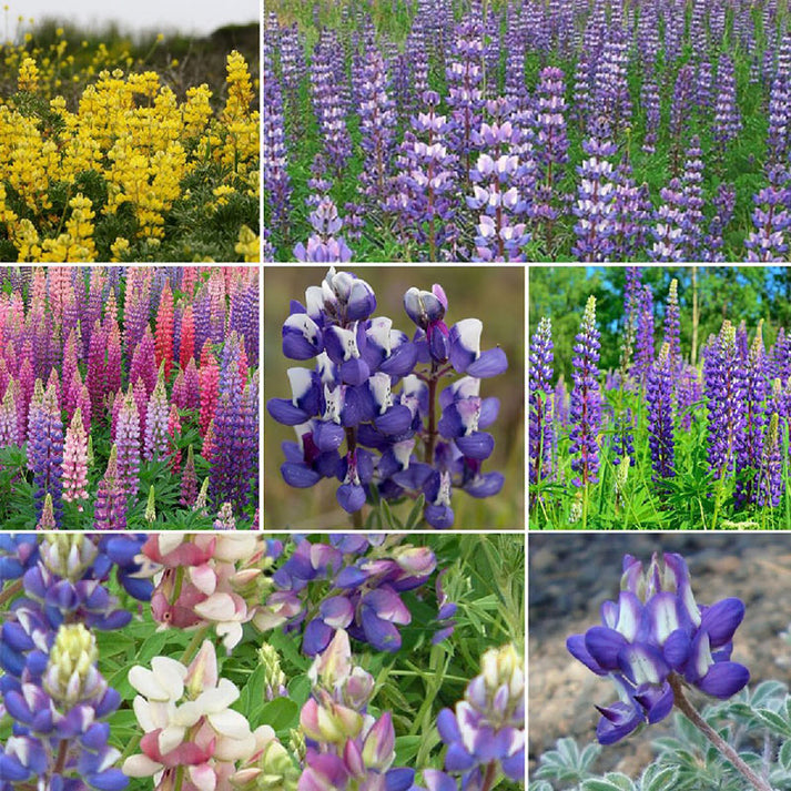 Loopy - Lupine Flower Seed Mix – Eden Brothers