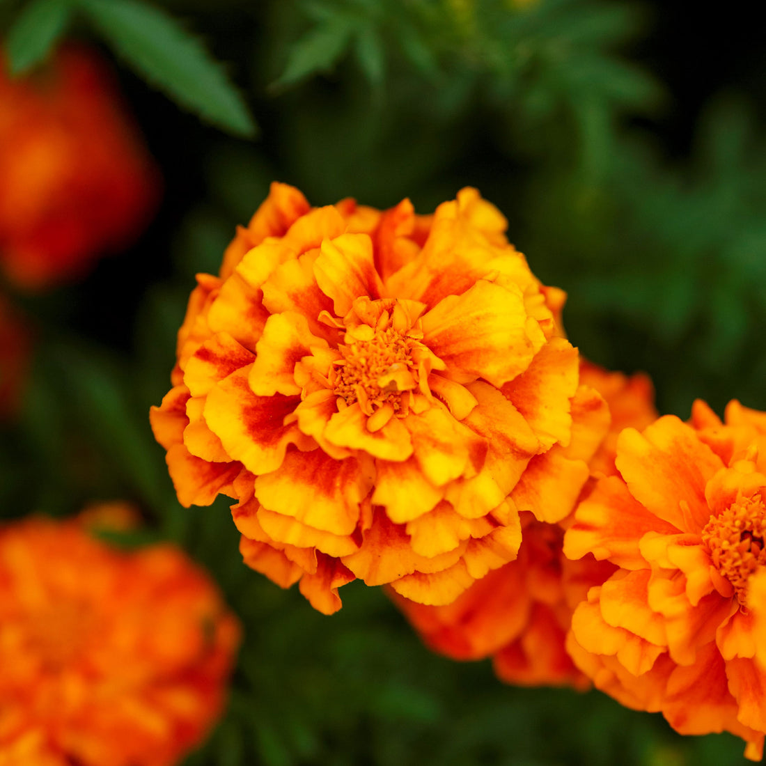 French Marigold Seeds - Fiesta | Flower Seeds in Packets & Bulk | Eden ...