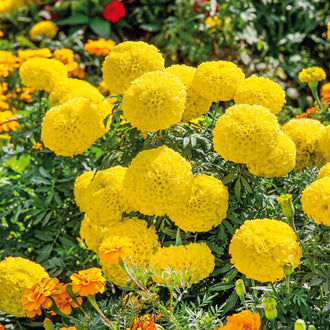 Marigold Seeds | Shop 34 Varieties | Eden Brothers