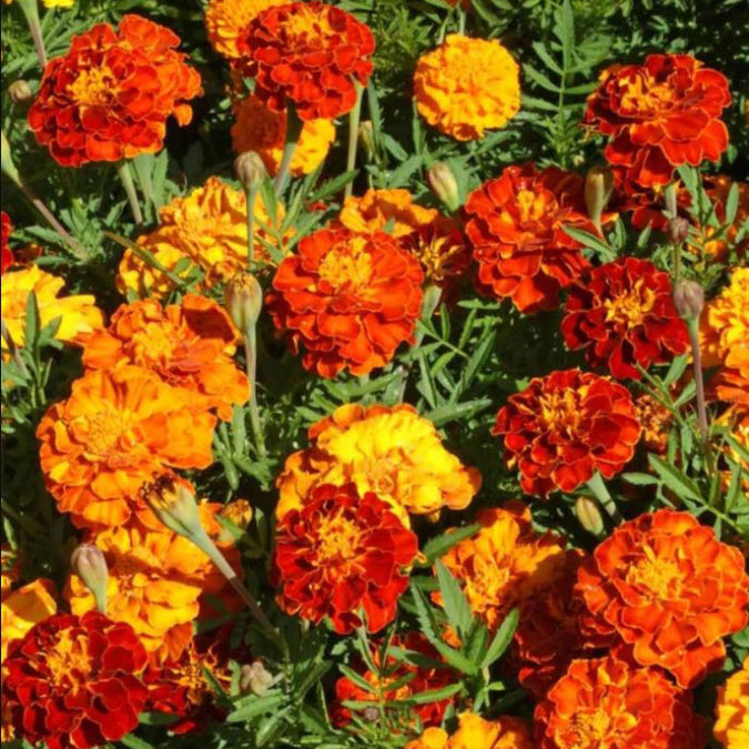 Organic Marigold Seeds - Sparky Mix | Flower Seeds in Packets & Bulk ...