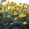 African Marigold Seeds - Smiles | Flower Seeds in Packets & Bulk | Eden ...