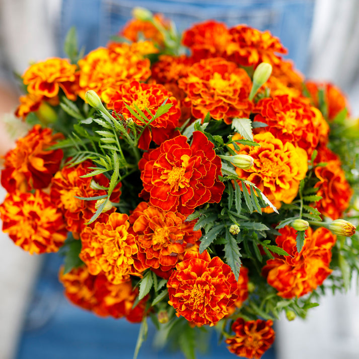 French Marigold Seeds - Sparky Mix | Flower Seeds in Packets & Bulk ...