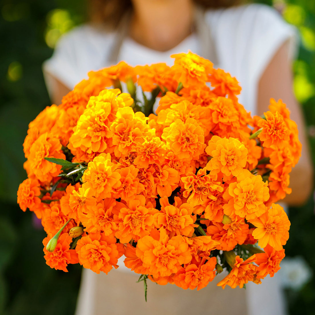 French Marigold Seeds - Tangerine | Flower Seeds in Packets & Bulk ...
