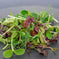 Microgreen Seeds - Microgreen Rainbow Blend | Microgreen Seeds in ...