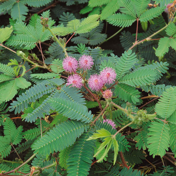 Mimosa Seeds - Sensitive Plant | Flower Seeds in Packets & Bulk | Eden ...