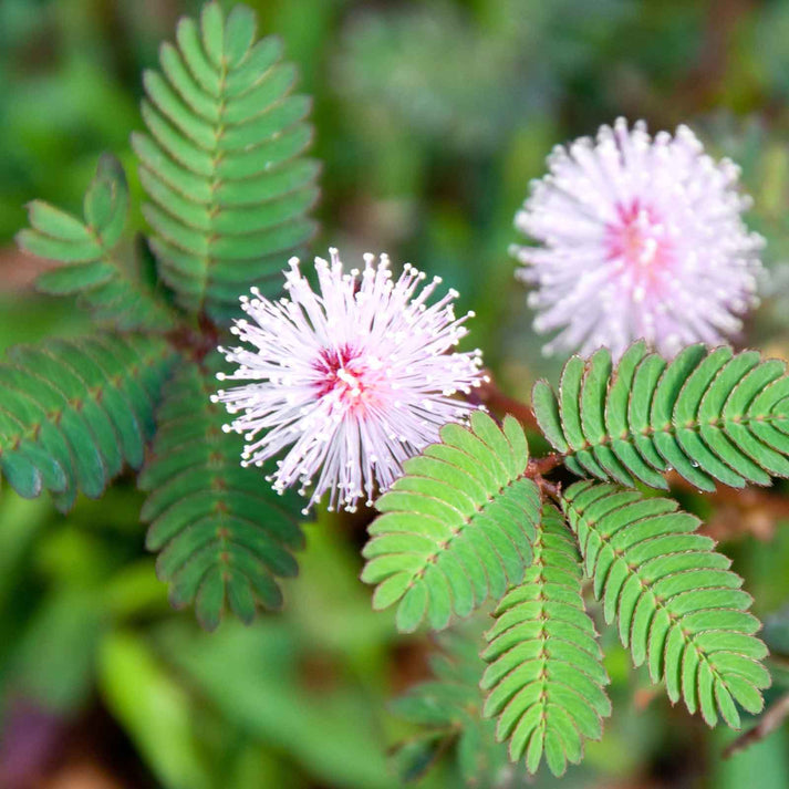 Mimosa Seeds - Sensitive Plant | Flower Seeds in Packets & Bulk | Eden ...