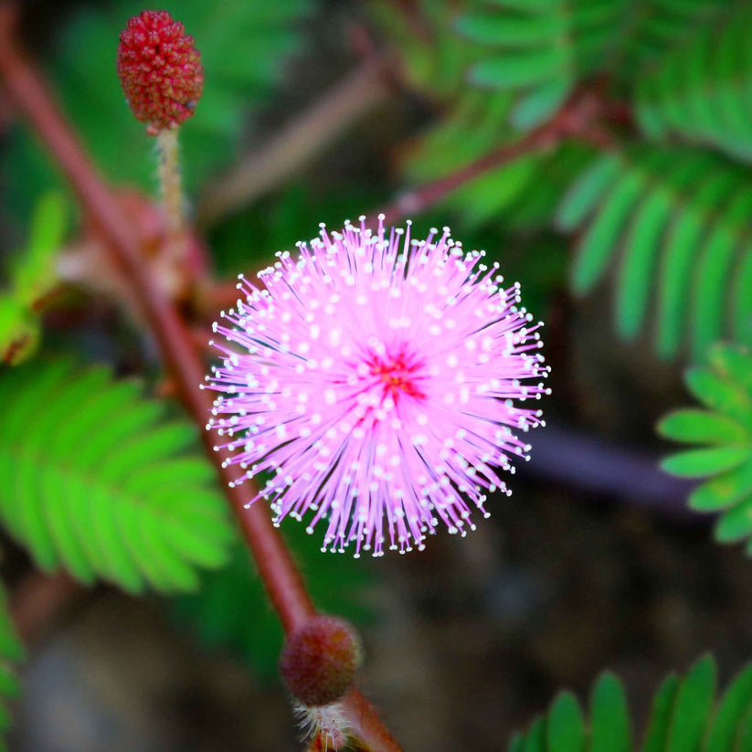 Mimosa Seeds - Sensitive Plant | Flower Seeds in Packets & Bulk | Eden ...