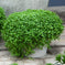 Mint Seeds - Corsican Mini Mint | Herb Seeds in Packets & Bulk | Eden ...