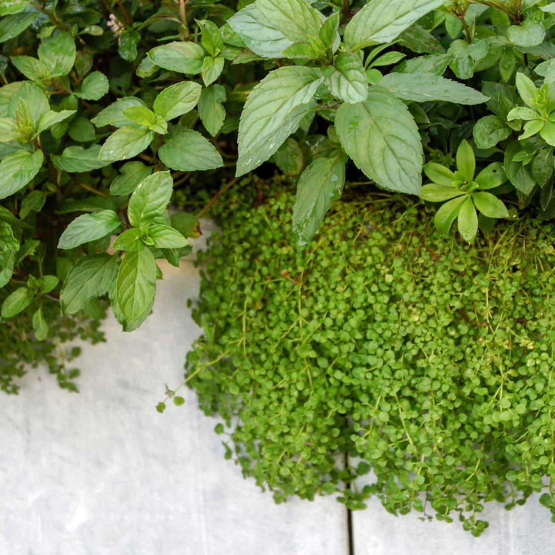 Mint Seeds - Corsican Mini Mint | Herb Seeds in Packets & Bulk | Eden ...