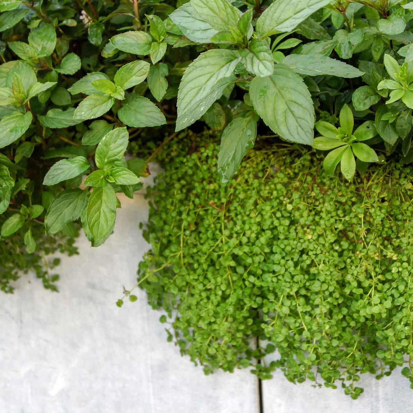 Mint Seeds - Corsican Mini Mint | Herb Seeds in Packets & Bulk | Eden ...