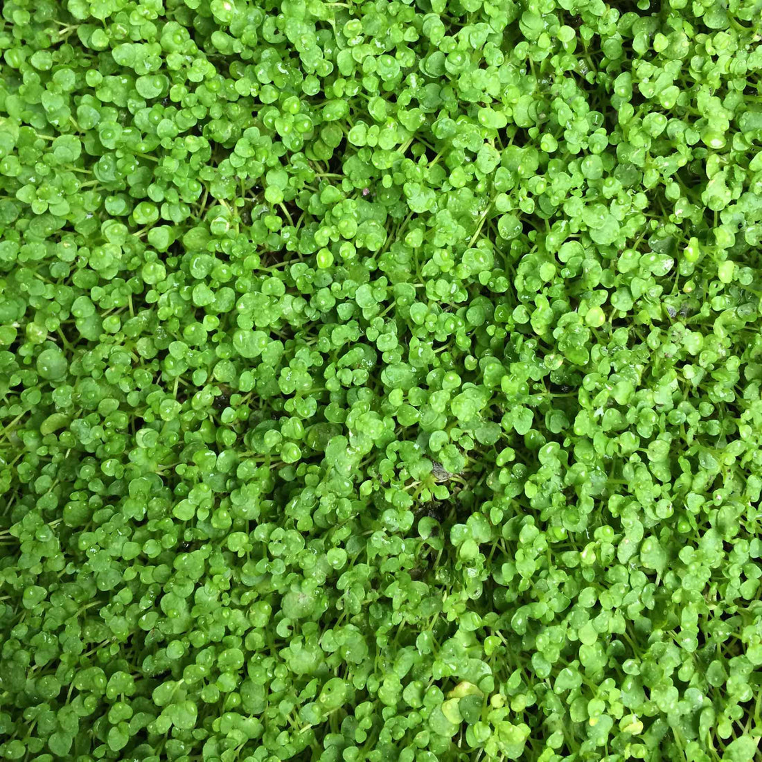 Mint Seeds - Corsican Mini Mint | Herb Seeds in Packets & Bulk | Eden ...