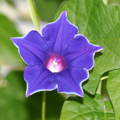 Morning Glory Seeds - Blue Picotee | Flower Seeds in Packets & Bulk ...