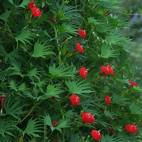Cardinal Climber Seeds | Flower Seeds in Packets & Bulk | Eden Brothers