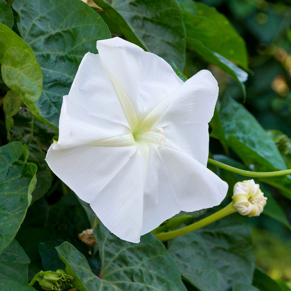 Moonflower Seeds | Flower Seeds in Packets & Bulk | Eden Brothers