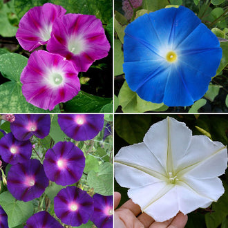 Flower & Wildflower Mixes | Shop 120 Varieties | Eden Brothers – Page 5
