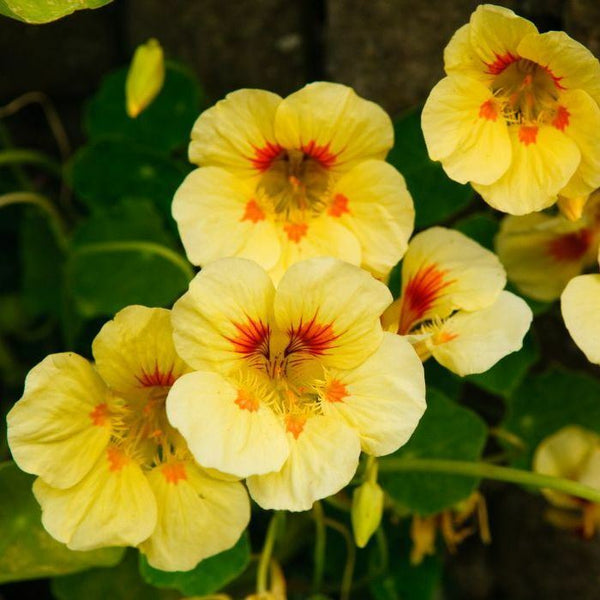 Nasturtium Seeds - Peach Melba | Flower Seeds in Packets & Bulk | Eden ...