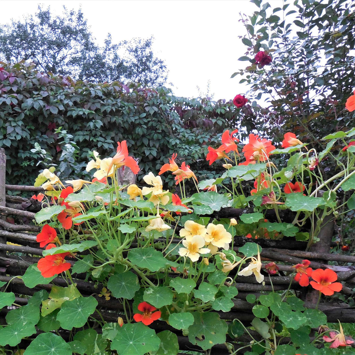 Nasturtium Seeds - Mixed Colors | Flower Seeds in Packets & Bulk | Eden ...
