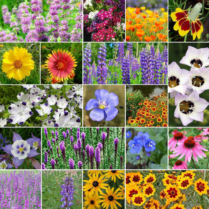 North American Native Wildflower Seed Mix – Eden Brothers