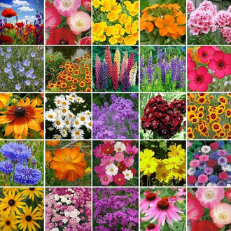 Flower & Wildflower Mixes | Shop 120 Varieties | Eden Brothers