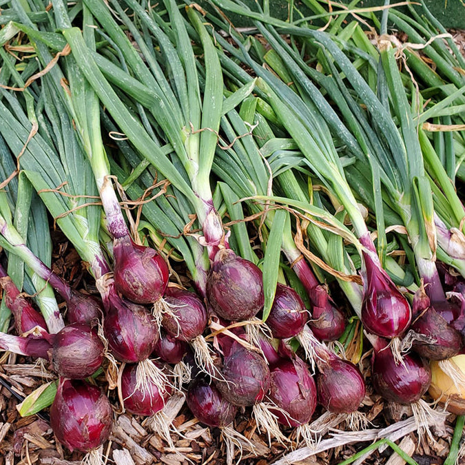 Onion Seeds - Ruby Red | Vegetable Seeds in Packets & Bulk | Eden Brothers