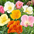 Organic California Poppy Seeds - Mixed Colors | Flower Seeds in Packets ...