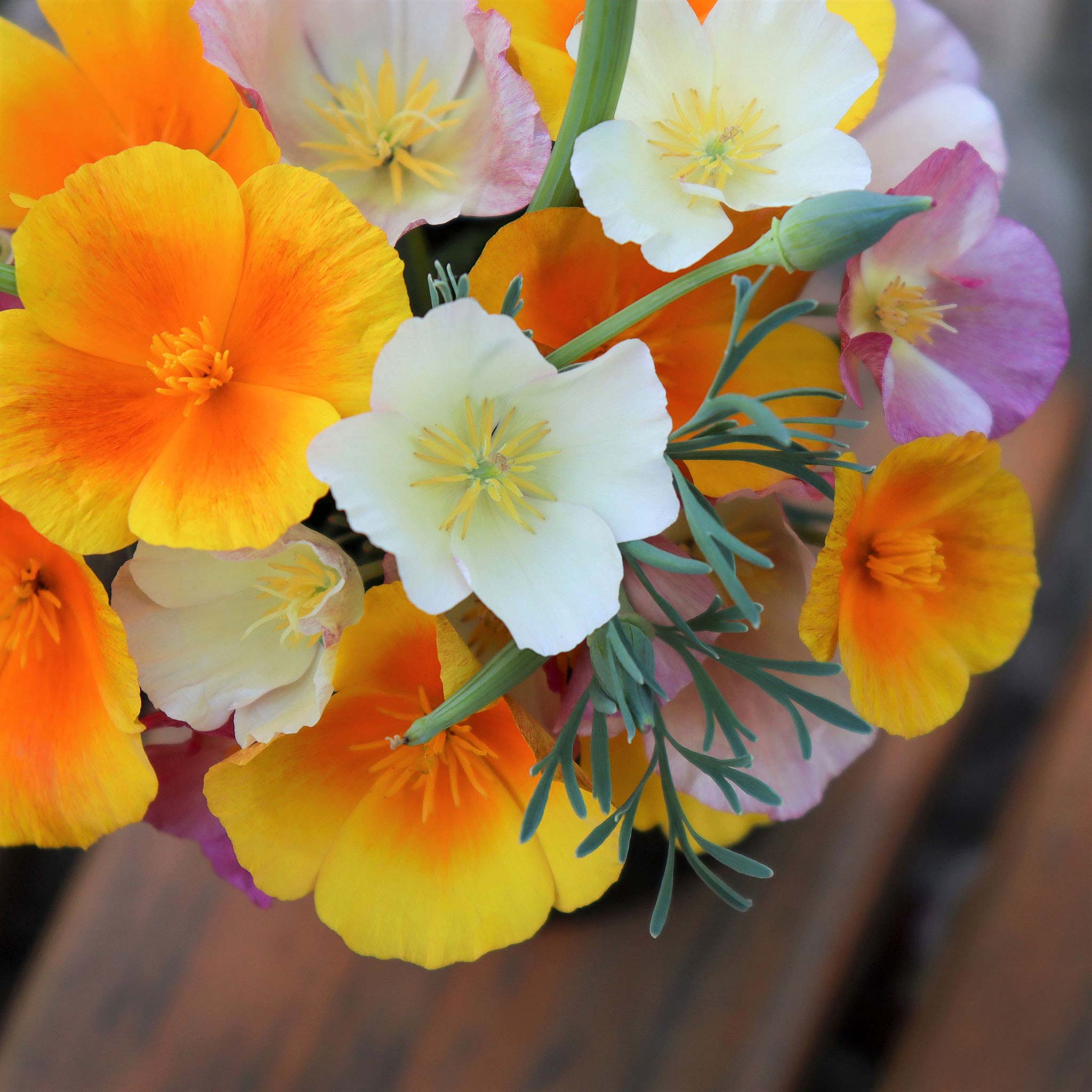 Organic California Poppy Seeds - Mixed Colors | Flower Seeds in Packets ...