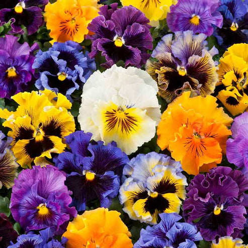 Pansy Seeds - Frizzle Sizzle Mix | Flower Seeds in Packets & Bulk ...