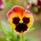 Pansy Seeds - Mix | Flower Seeds in Packets & Bulk | Eden Brothers