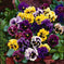 Pansy Seeds - Rococo Mix | Flower Seeds in Packets & Bulk | Eden Brothers
