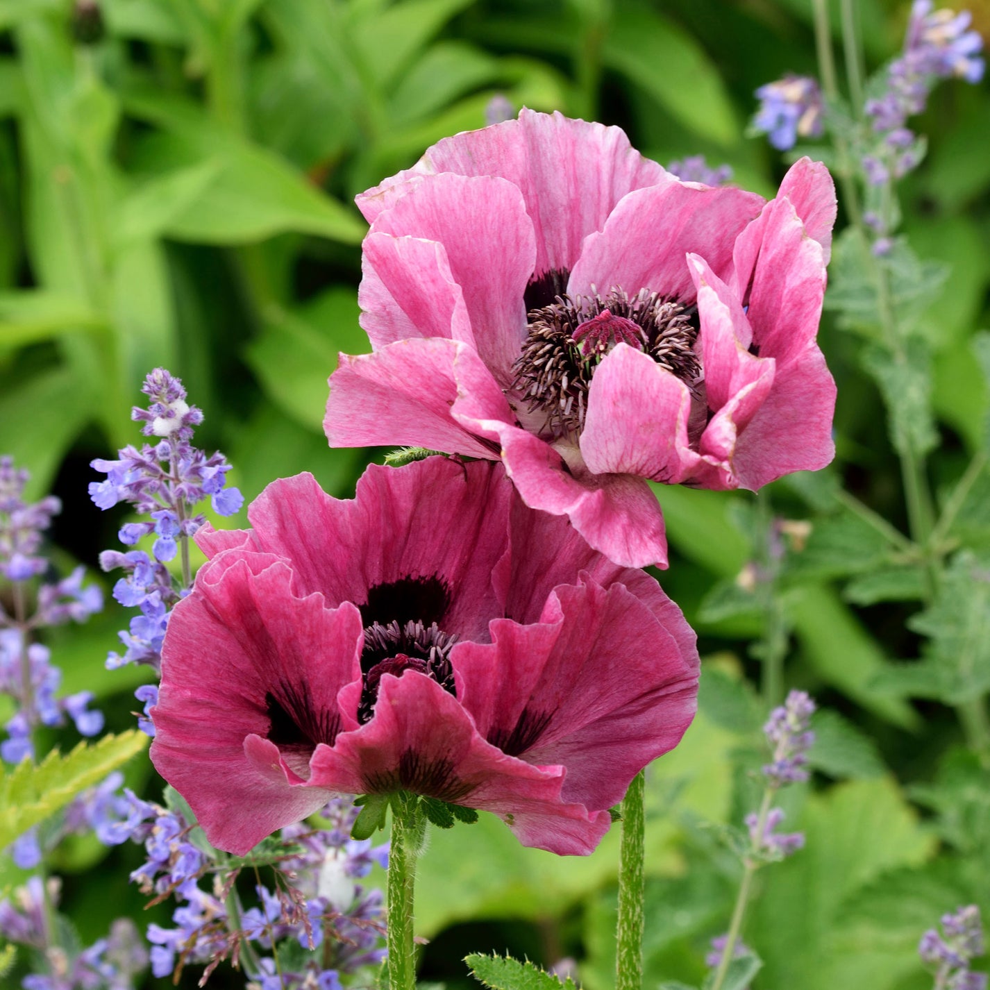 Papaver orientale Roots - Patty's Plum – Eden Brothers