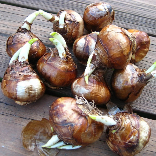 Paperwhite Bulbs - Erlicheer | Indoor Flower Bulbs | Eden Brothers