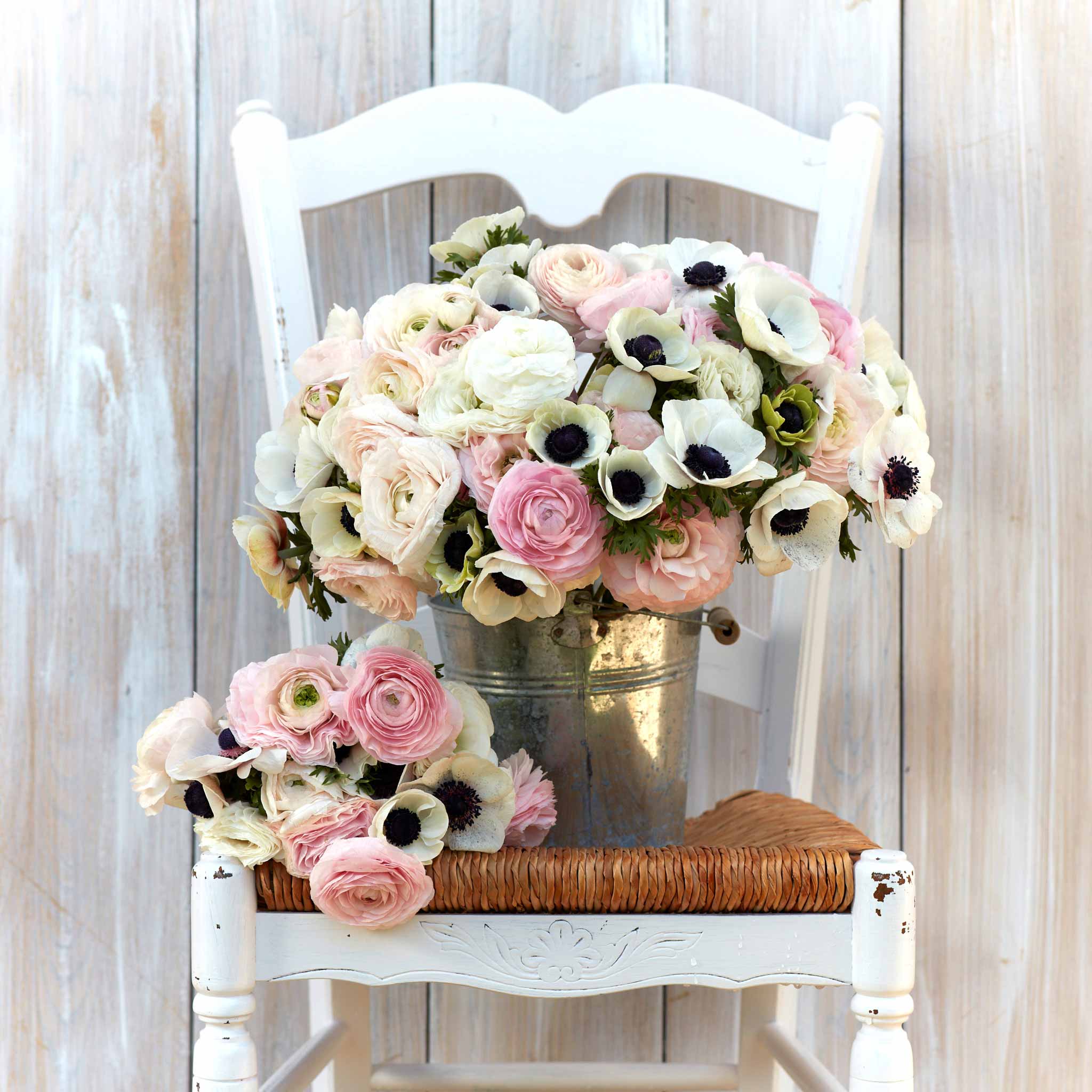 Anemone & Ranunculus - Paris In Spring Collection | Fall Flower Bulbs ...