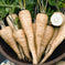 Parsnip Seeds - All-American | Vegetable Seeds in Packets & Bulk | Eden ...