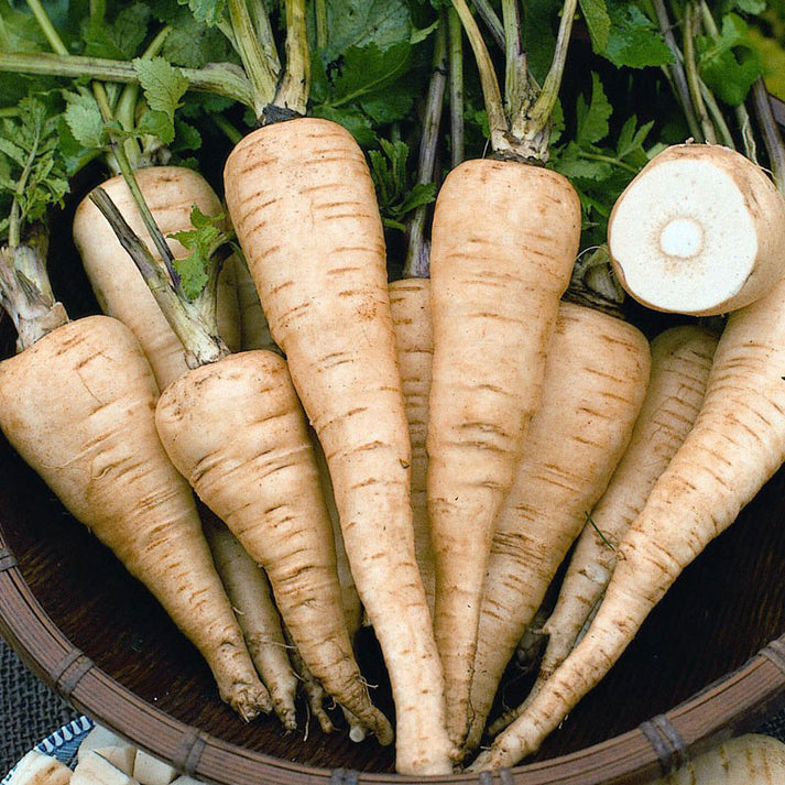 Parsnip Seeds - All-American | Vegetable Seeds in Packets & Bulk | Eden ...