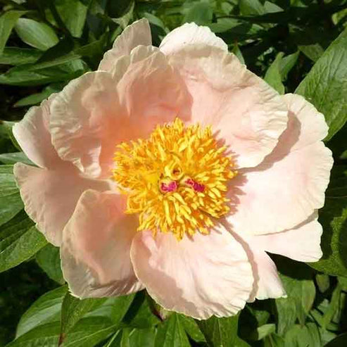 Peony Bulbs - Apricot Whisper | Flower Bulbs | Eden Brothers