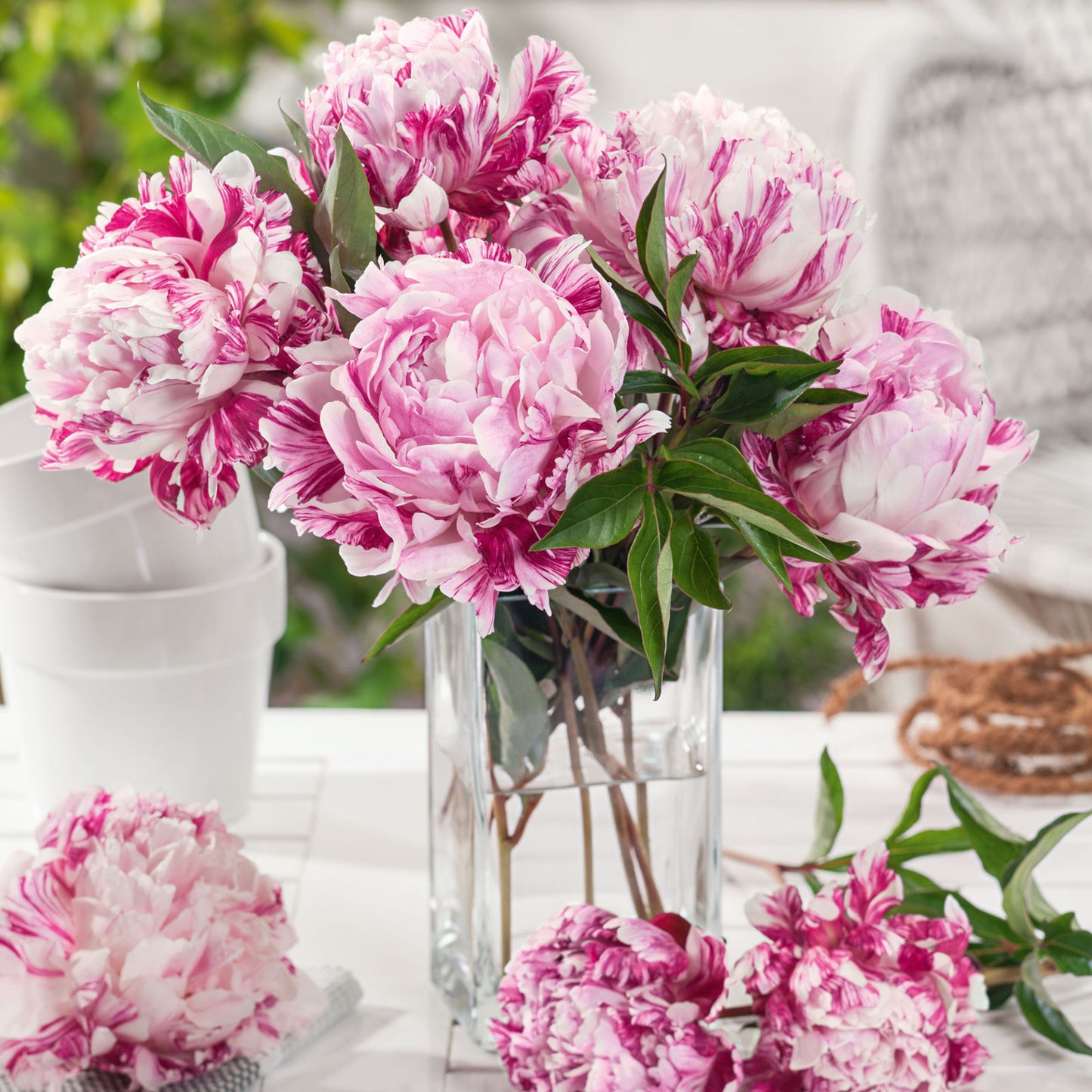 Peony Bulbs - Candy Stripe | Flower Bulbs | Eden Brothers