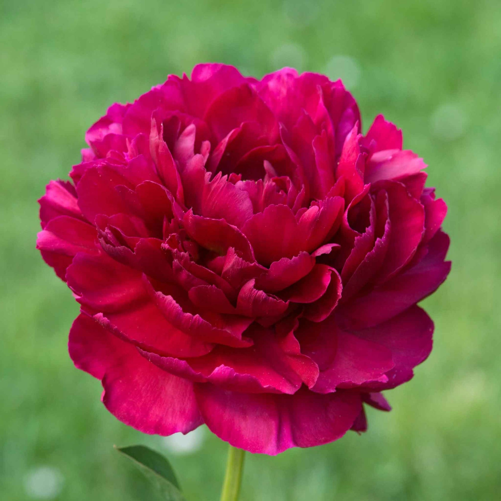 Peony Bulbs - Old Faithful | Flower Bulbs | Eden Brothers