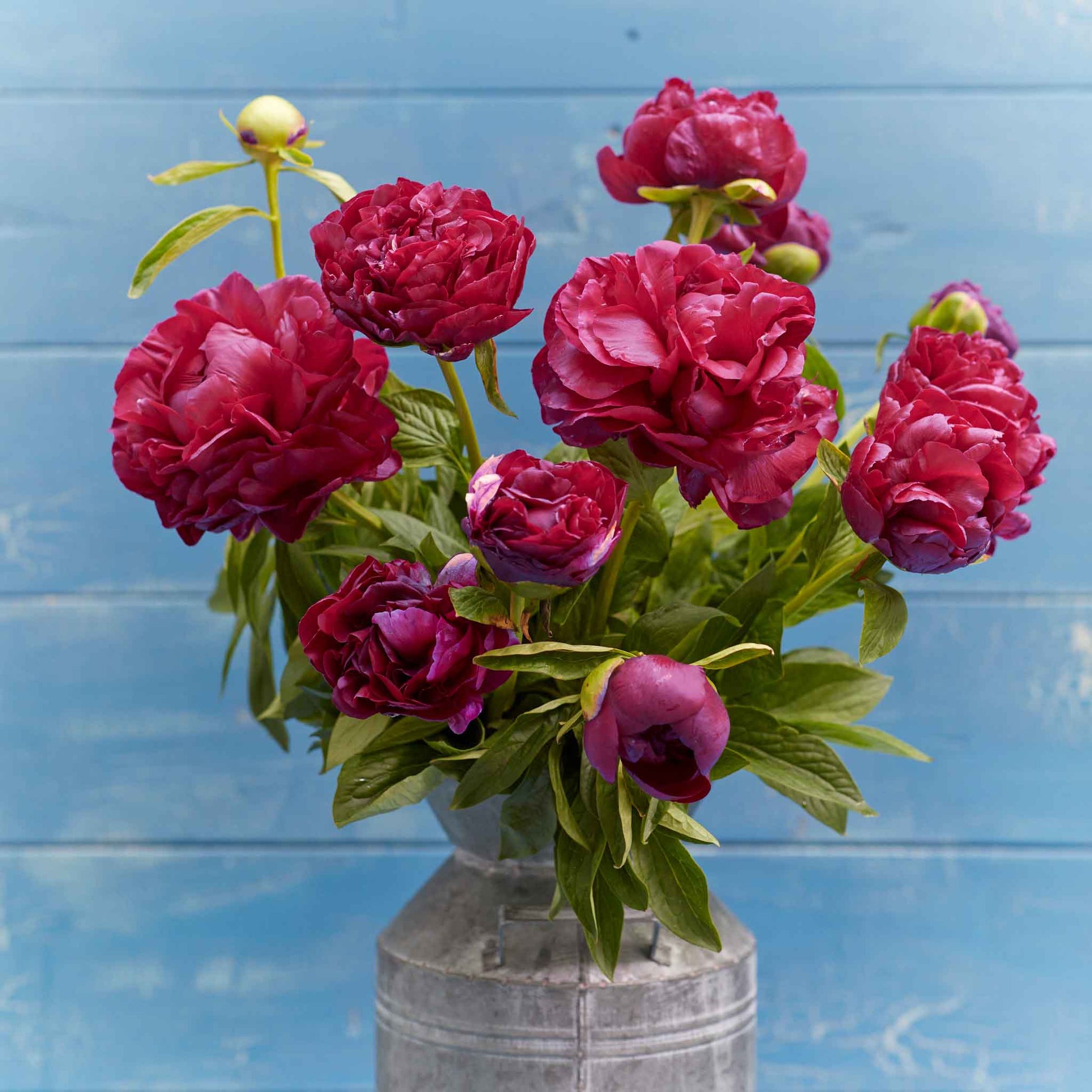 Red Peonies