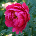 Peony Bulbs - Raspberry Charm | Flower Bulbs | Eden Brothers