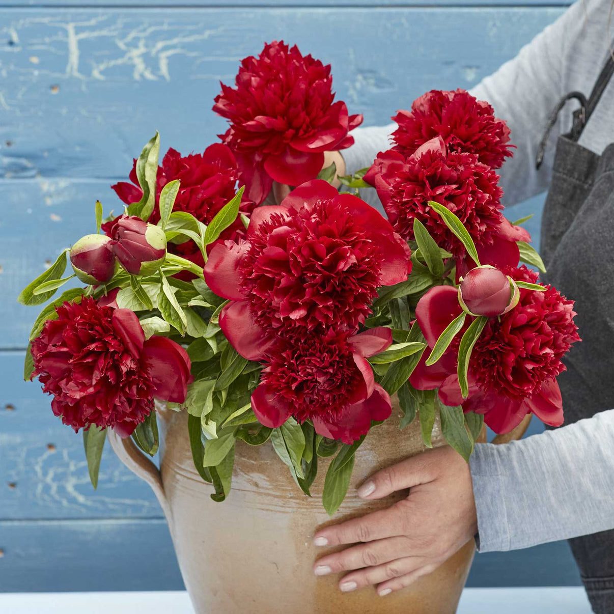 Peony Bulbs - Red Charm | Flower Bulbs | Eden Brothers
