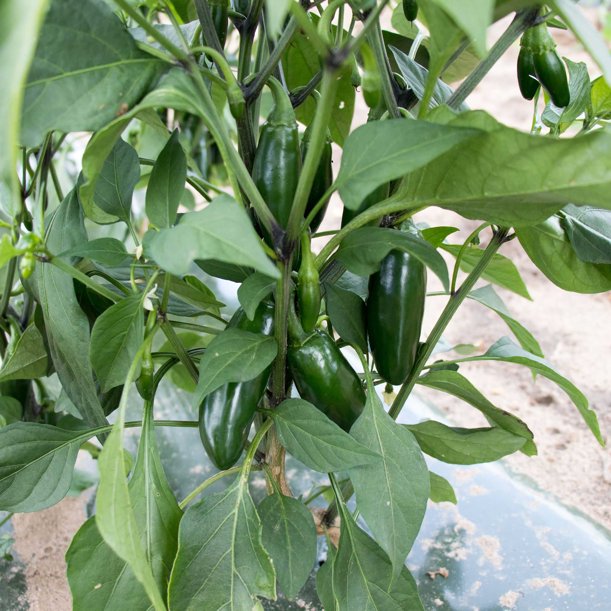 Hot Pepper Seeds - Capitan F1 | Vegetable Seeds in Packets & Bulk ...