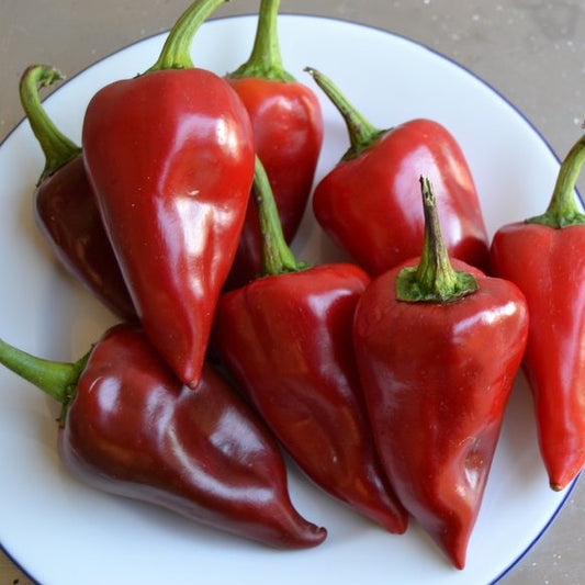 Pepper Seeds - Sweet/Bell | Shop 34 Varieties | Eden Brothers – Page 3