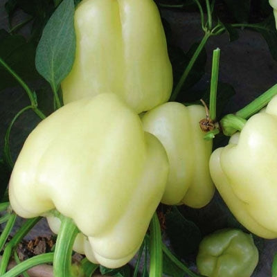 Sweet Pepper Seeds - White Bell | Vegetable Seeds in Packets & Bulk ...