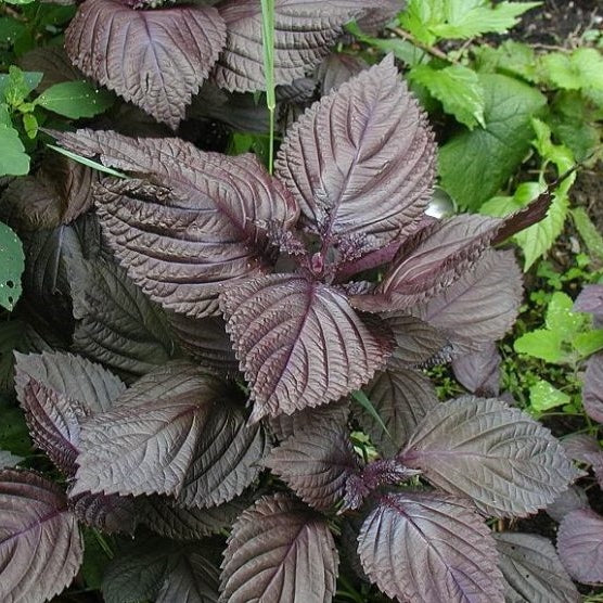 Perilla (Shiso) Seeds | Herb Seeds in Packets & Bulk | Eden Brothers