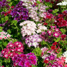 Phlox Seeds | Shop 10 Varieties | Eden Brothers