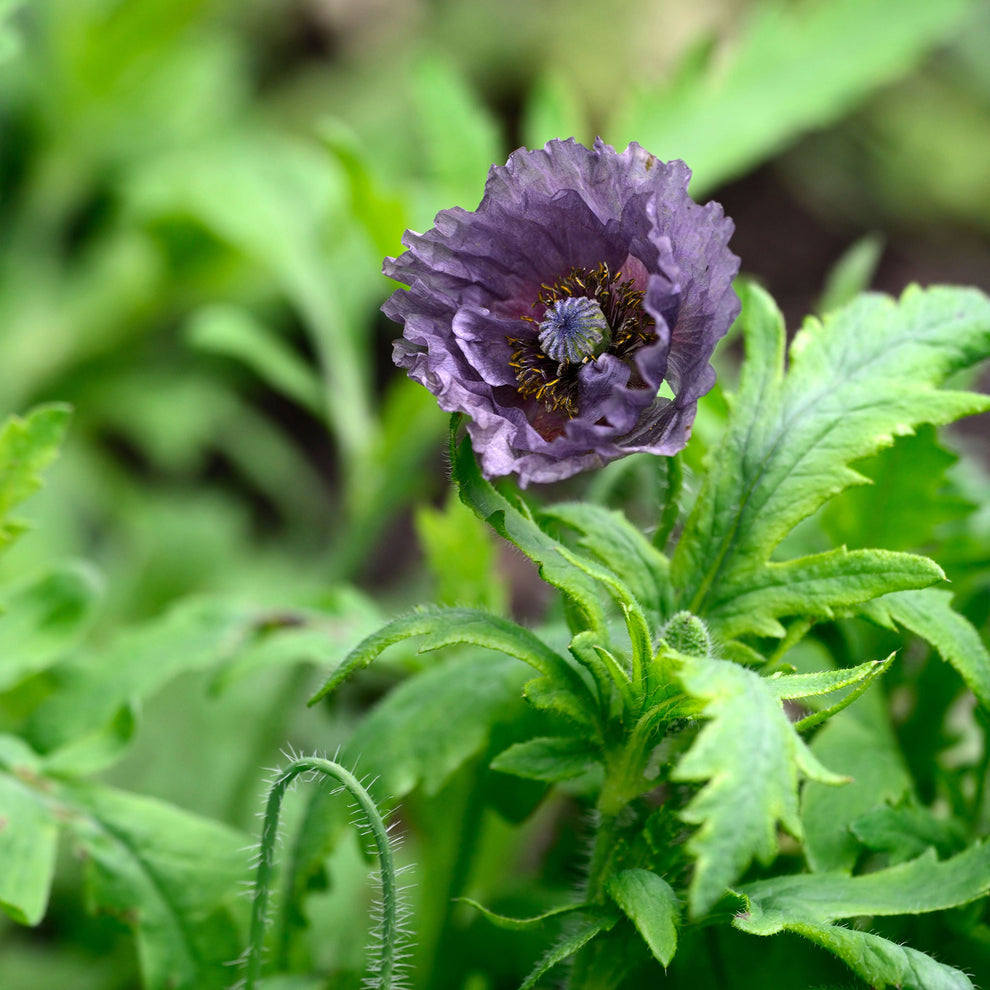Poppy Seeds - Shirley Amazing Grey | Flower Seeds in Packets & Bulk ...
