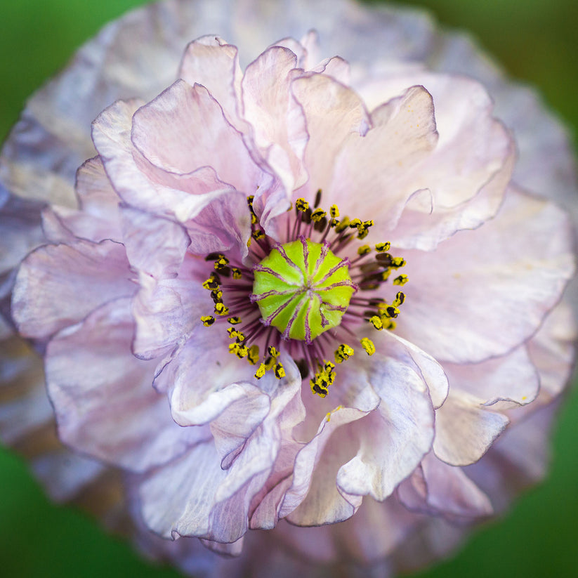 Poppy Seeds - Shirley Amazing Grey | Flower Seeds in Packets & Bulk ...