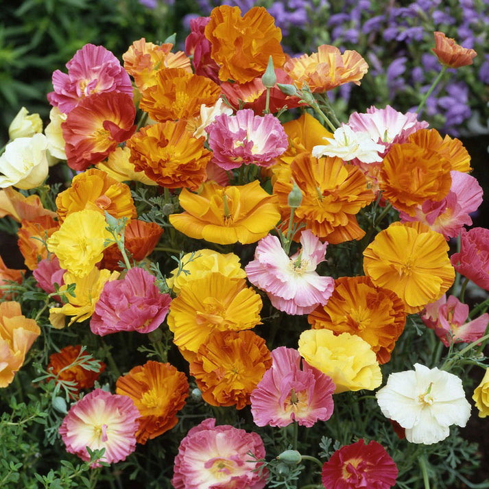 California Poppy Seeds - Ballerina Mix | Flower Seeds in Packets & Bulk ...